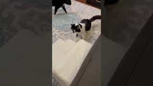 Wobbly Kitty Tackles Stairs - Buzz Videos