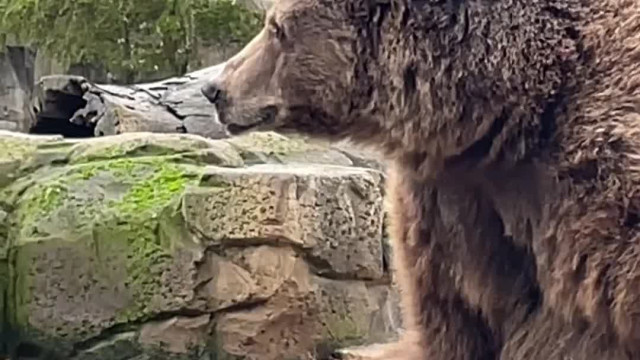 Silly Goofy Bear - Buzz Videos