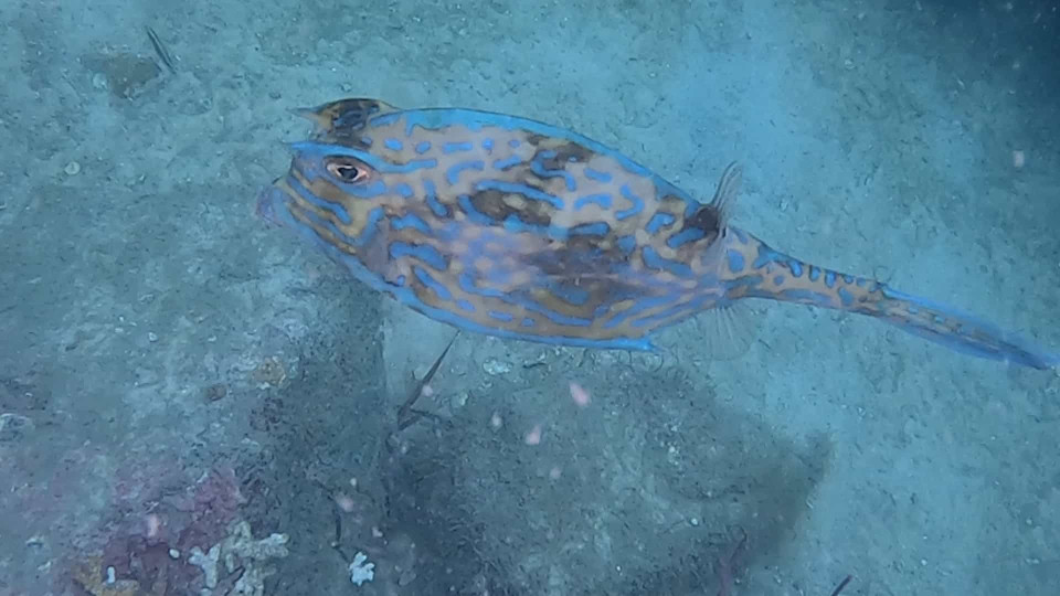 Amazing moment cowfish changes color - Buzz Videos