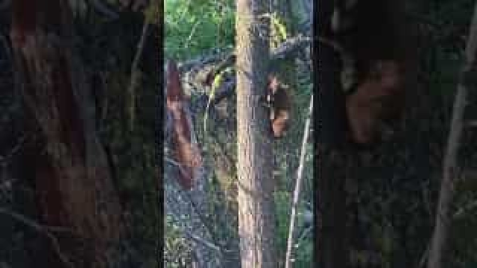Bear Cubs Tussle Around the Tree Trunk - Buzz Videos