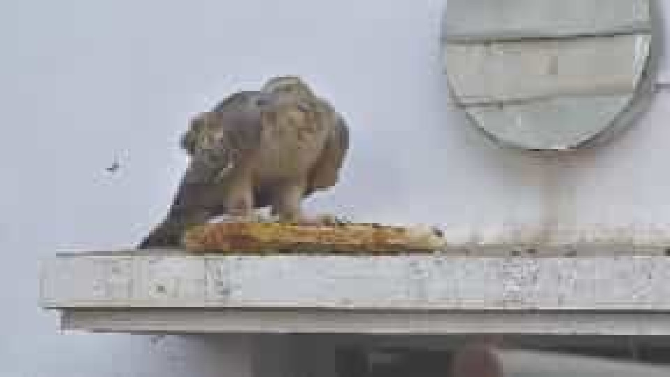 Honey Buzzard Hunts Honey Bees Nest - Buzz Videos