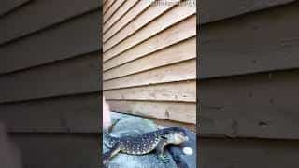 Grumpy Lizard Whips Tail - Buzz Videos