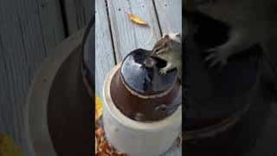 Smart Chipmunk Opens Crock Containing Peanuts - Buzz Videos