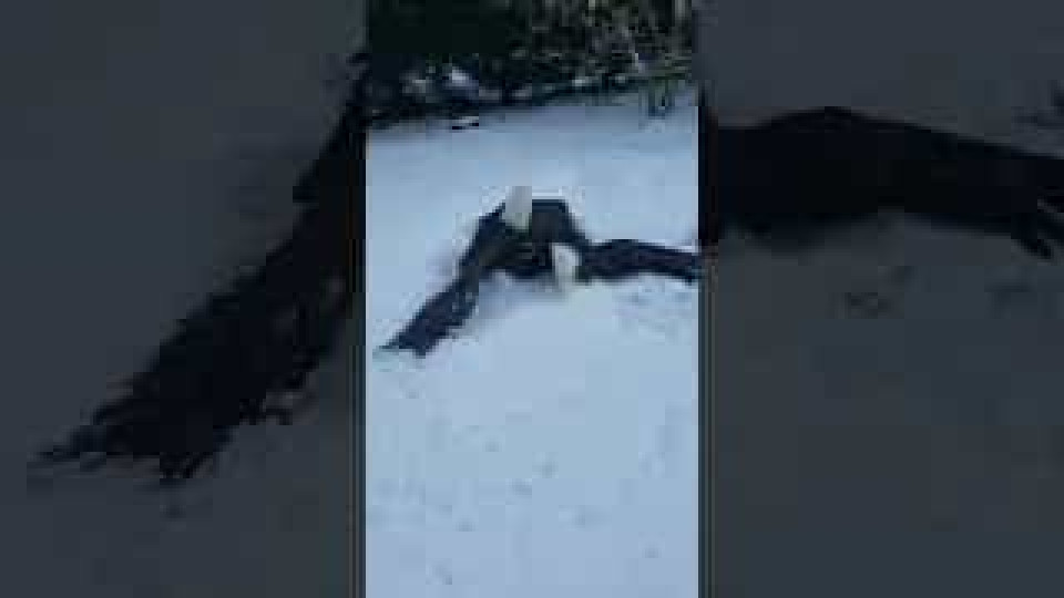 Eagles Tangled at the Talons - Buzz Videos