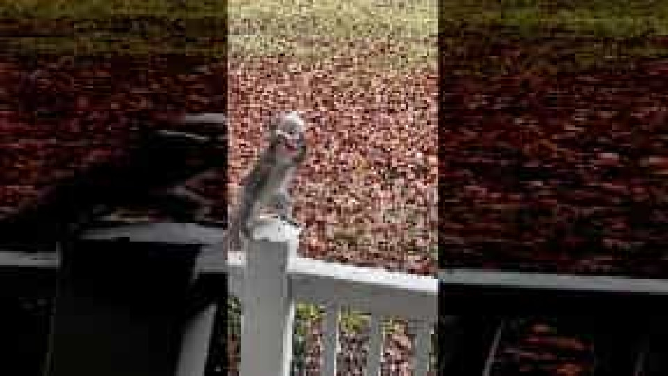 Squirrel Wears a Clown Mask - Buzz Videos