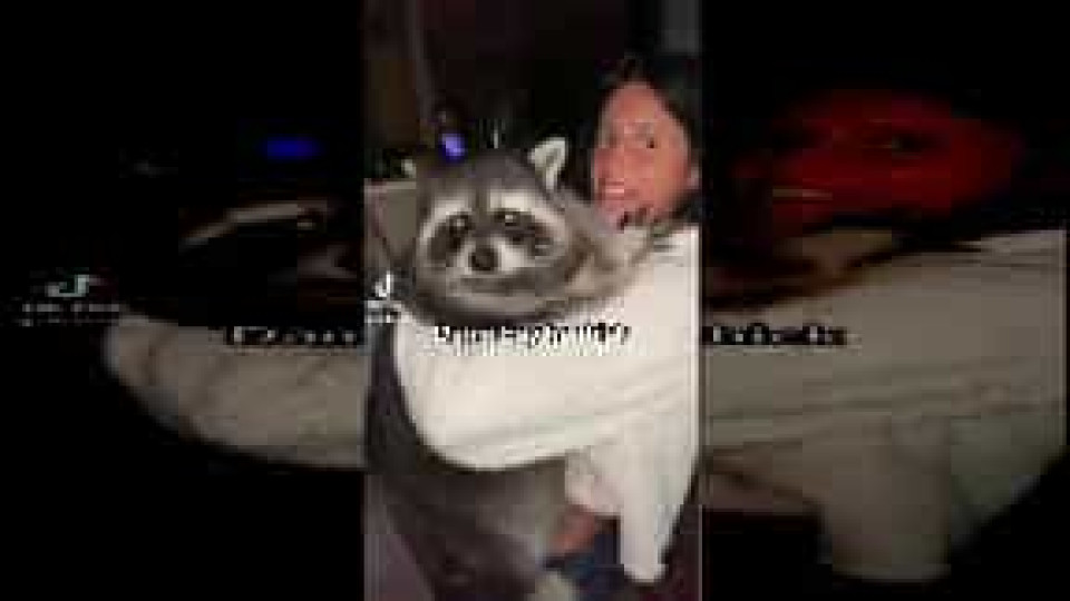 My Big Boy Bandit, the Raccoon - Buzz Videos