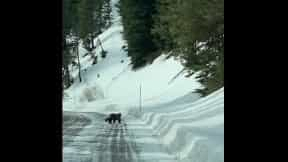 Super Rare Wolverine Sighting in Yellowstone National Park - Buzz Videos