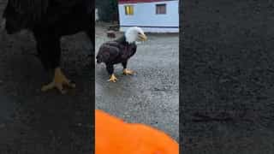 Close Encounter Feeding a Bald Eagle Hard Boiled Eggs - Buzz Videos