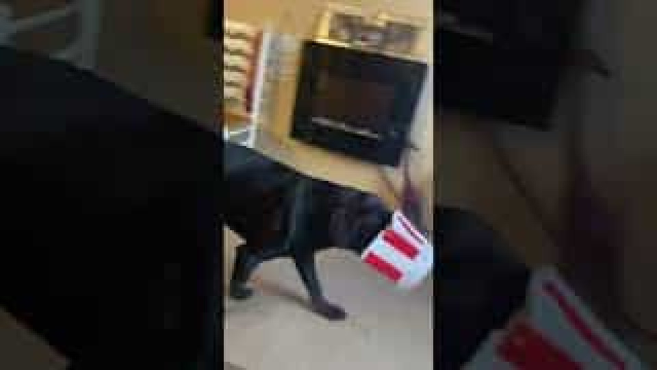 Playful Puppy Runs Around With KFC Bucket on His Head - Buzz Videos