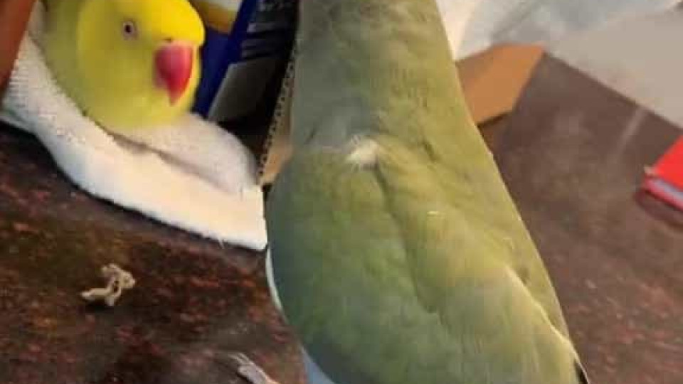 How to Woo a Girl, According to Beaker the Parrot - Buzz Videos