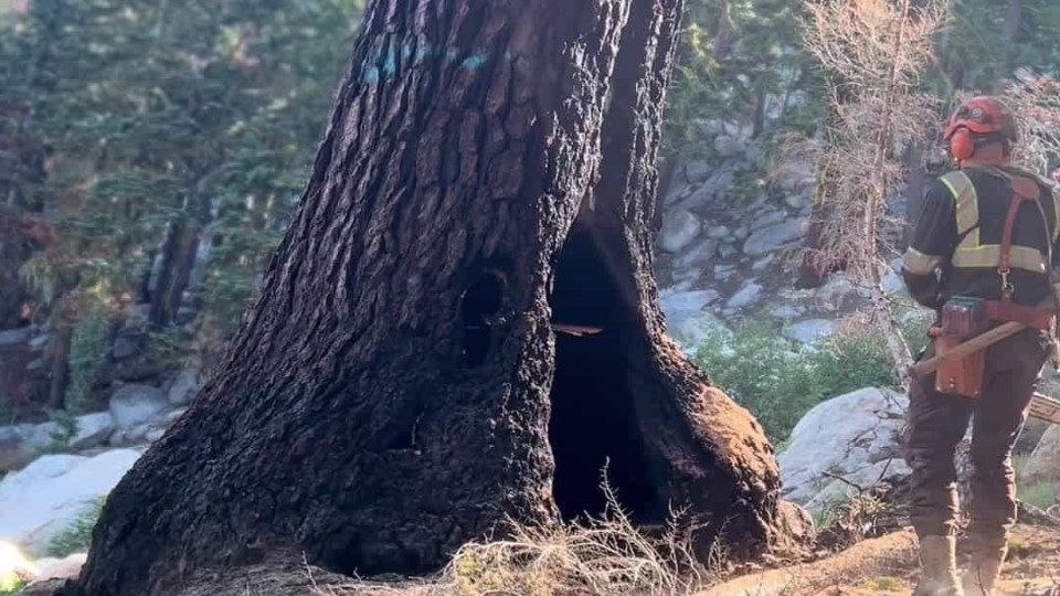 A Giant Tree Goes Timber - Buzz Videos