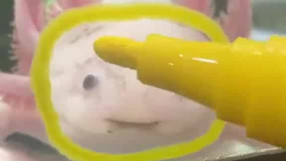 Boop the Axolotl Holds Still to Turn into Mini Boss Character - Buzz Videos