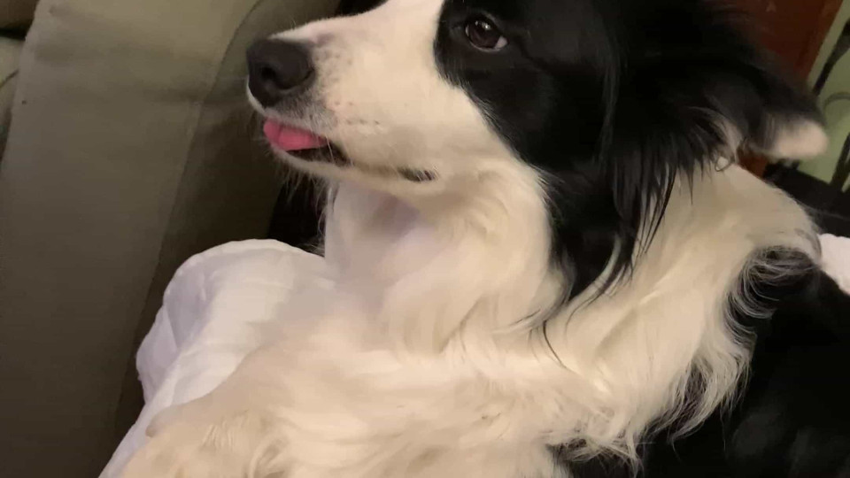 Border Collie Can't Contain Its Tongue - Buzz Videos