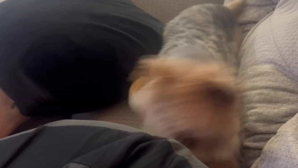 Yorkie Hates Farts - Buzz Videos