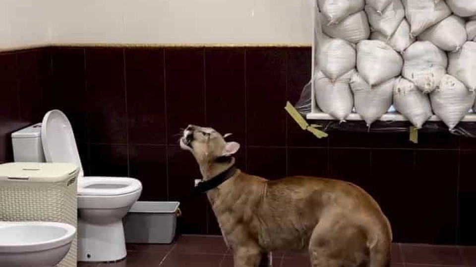 Playful Puma Pops Birthday Balloons - Buzz Videos