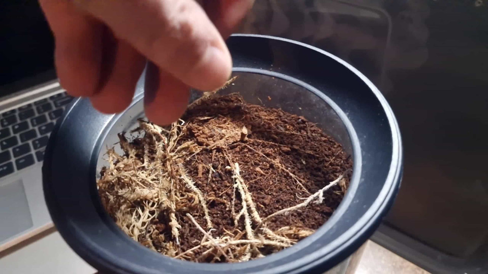 Thai Trapdoor Spider Catching Prey in Slow Motion - Buzz Videos