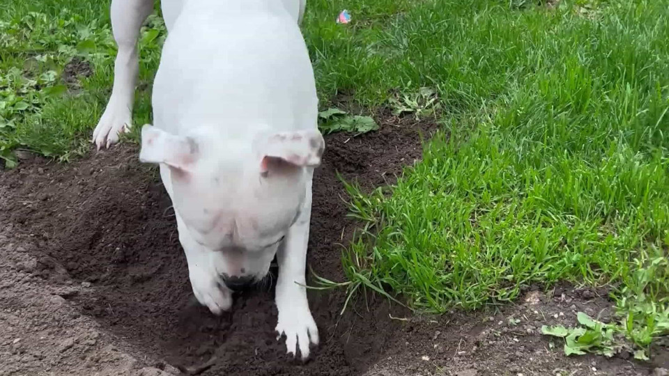 Snoopy the Digging Pup has a Unique Sneeze - Buzz Videos