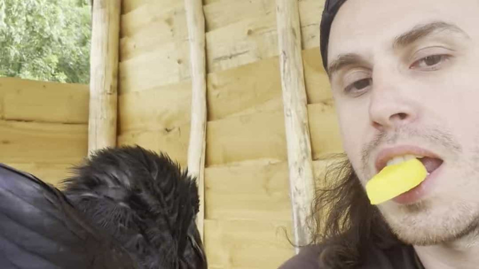 Sharing Mango with Loki the Raven - Buzz Videos
