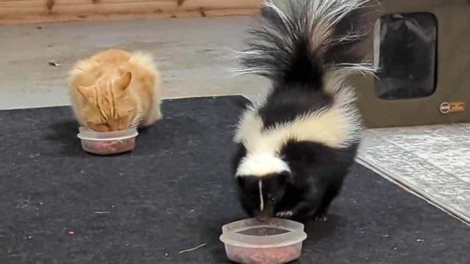 Feeding Cats of All Types - Buzz Videos