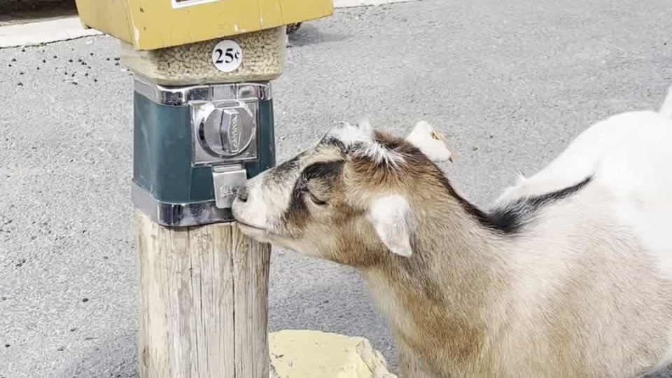 Smart Goat Snacks From the Source - Buzz Videos