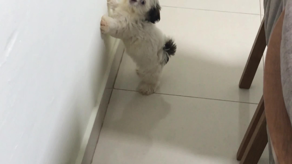 Dog Has an Interesting Way of Pooping - Buzz Videos