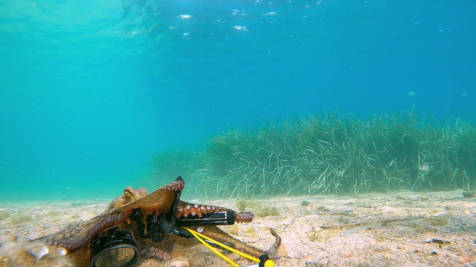 Octopus is a Camera Thief - Buzz Videos