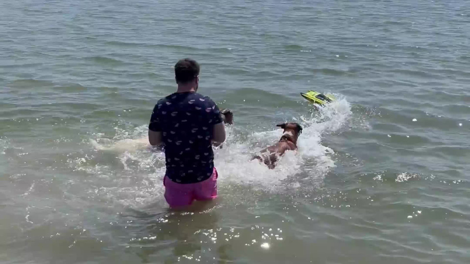 Dogs Chase RC Boat - Buzz Videos