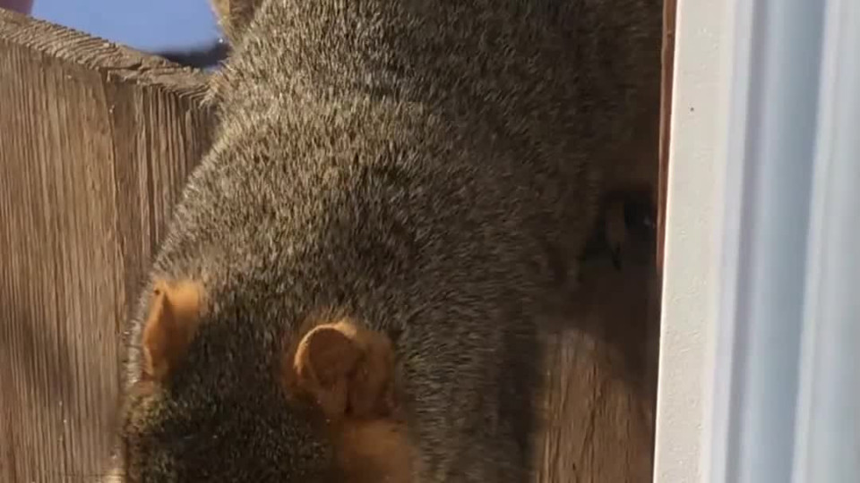Handfeeding a Friendly Squirrel - Buzz Videos