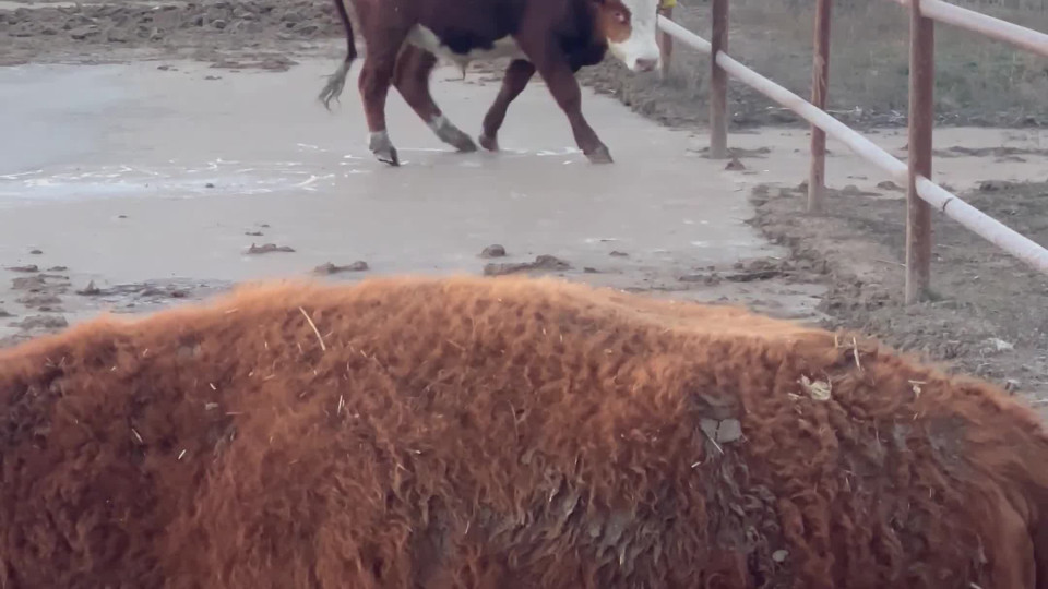 Cow Goes Ice Skating - Buzz Videos