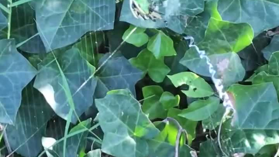 Snake Snacks on Spider - Buzz Videos