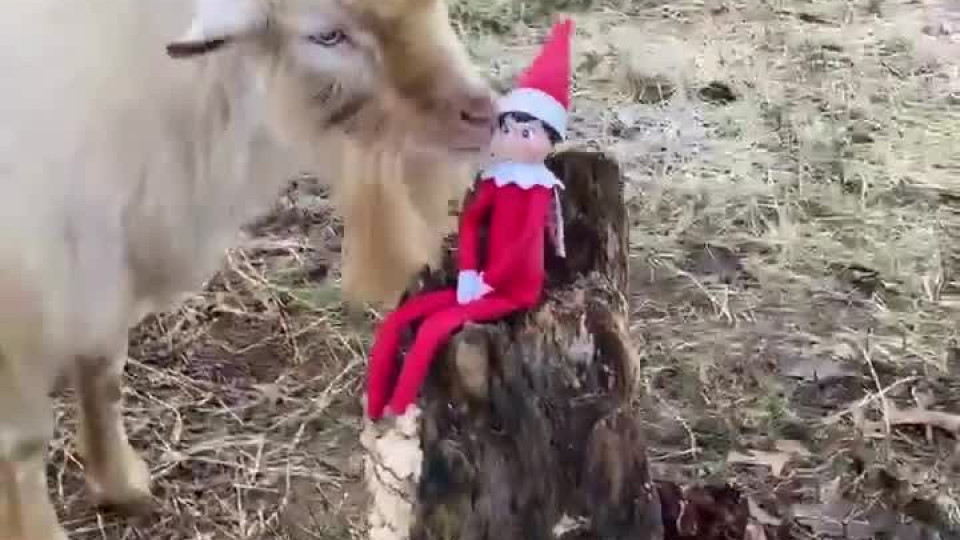Goats Play With an Elf on the Shelf Toy - Buzz Videos