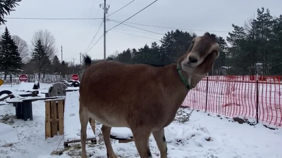Cute Goat is Ready for Playtime - Buzz Videos