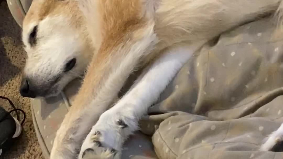 Bean the Dog Makes Strange Noises in Sleep - Buzz Videos