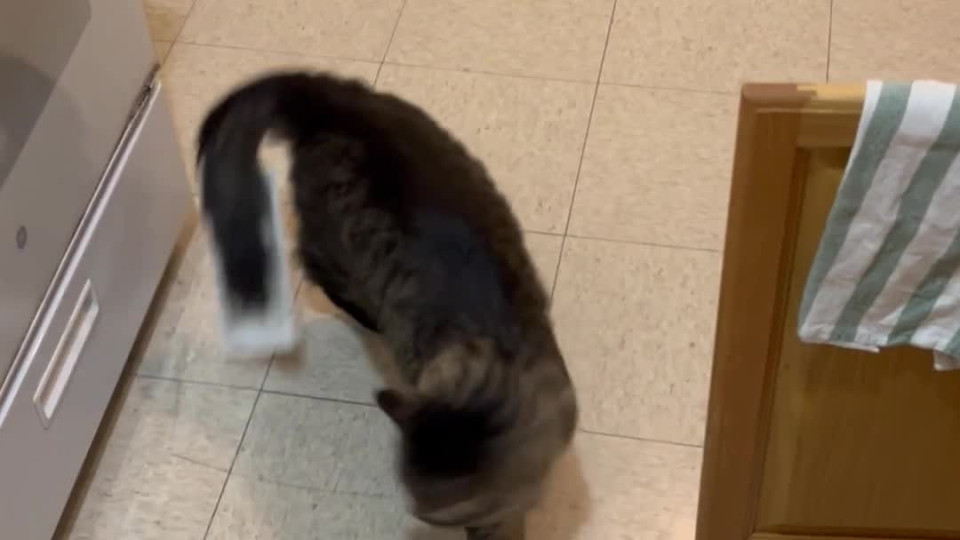Cat Freaks Out When Its Tail Gets Stuck on Glue Trap - Buzz Videos