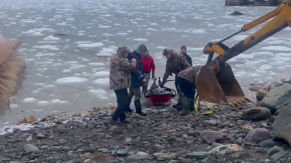 DFO Workers Help Dolphins Stuck in Ice - Buzz Videos