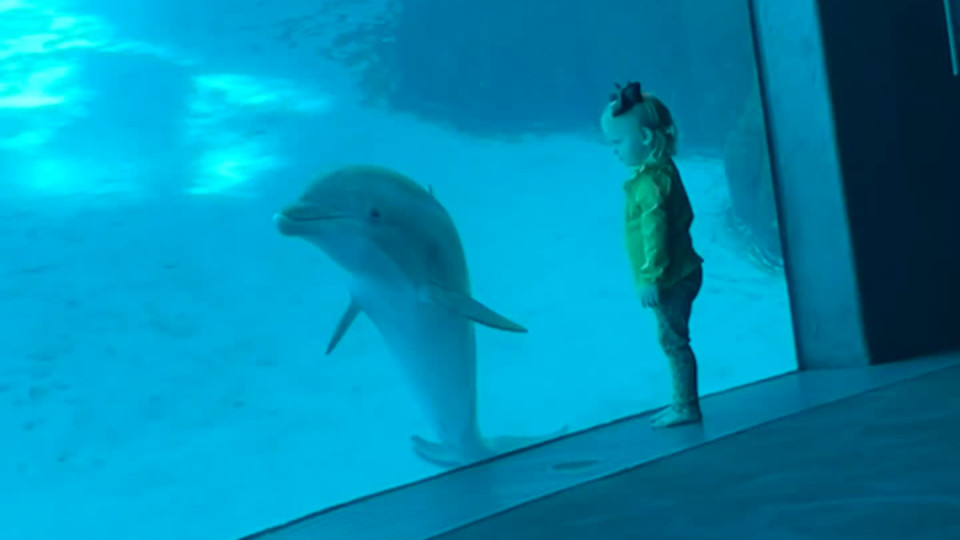 Little Girl Races Dolphin at the Aquarium - Buzz Videos