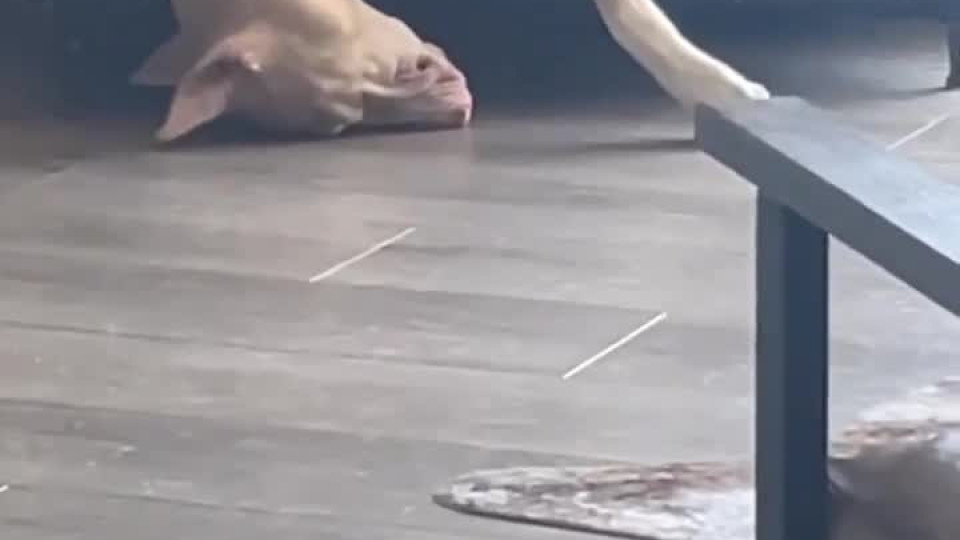 The Silly Faces Of A Doberman - Buzz Videos