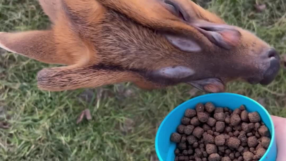 Biscuit The Alien Deer - Buzz Videos