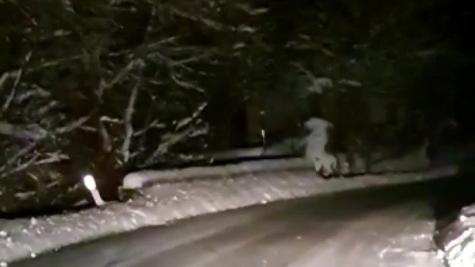 Wolf Crossing Ahead - Buzz Videos