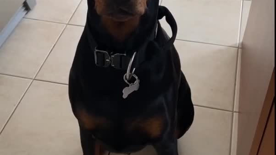 Arnie the Houdini Hound - Buzz Videos