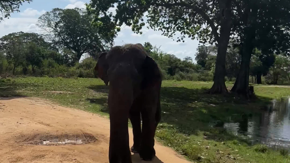 Elephant Shows Safari Tour Who's Boss - Buzz Videos