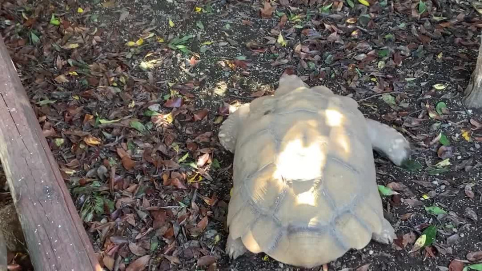 Tortoise Chases Corgi Around Yard - Buzz Videos