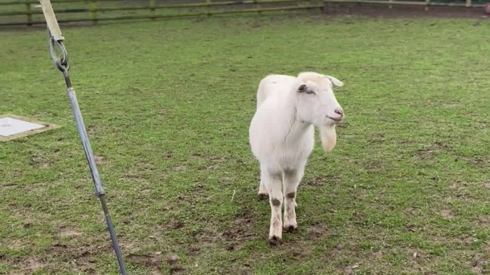 The Goat and the Fighter Jet - Buzz Videos