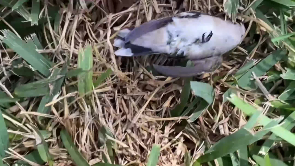 Reviving a Dazed Humming Bird after Window Collision - Buzz Videos