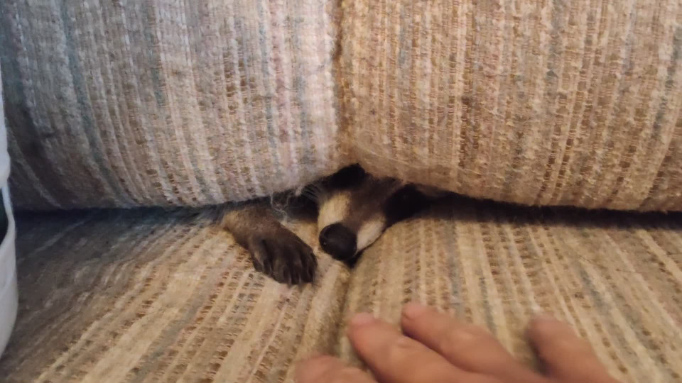 Messy The Raccoon - Buzz Videos