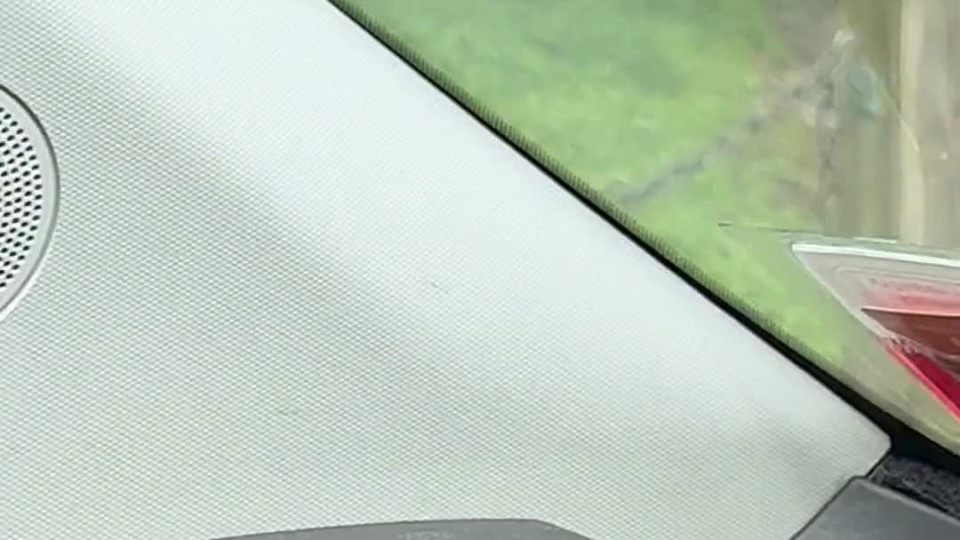 Rare Albino Squirrel Sighting - Buzz Videos