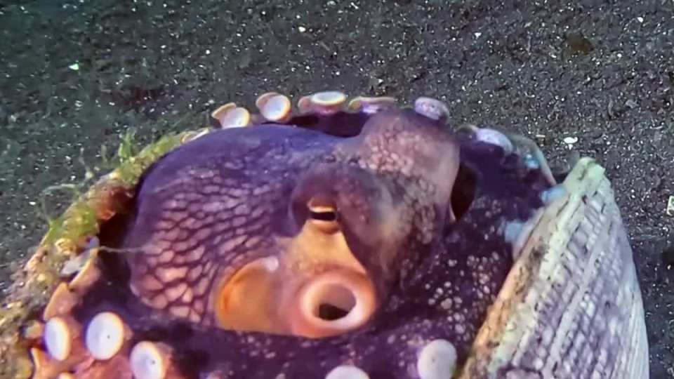 Octopus Lays Eggs Inside Seashell - Buzz Videos