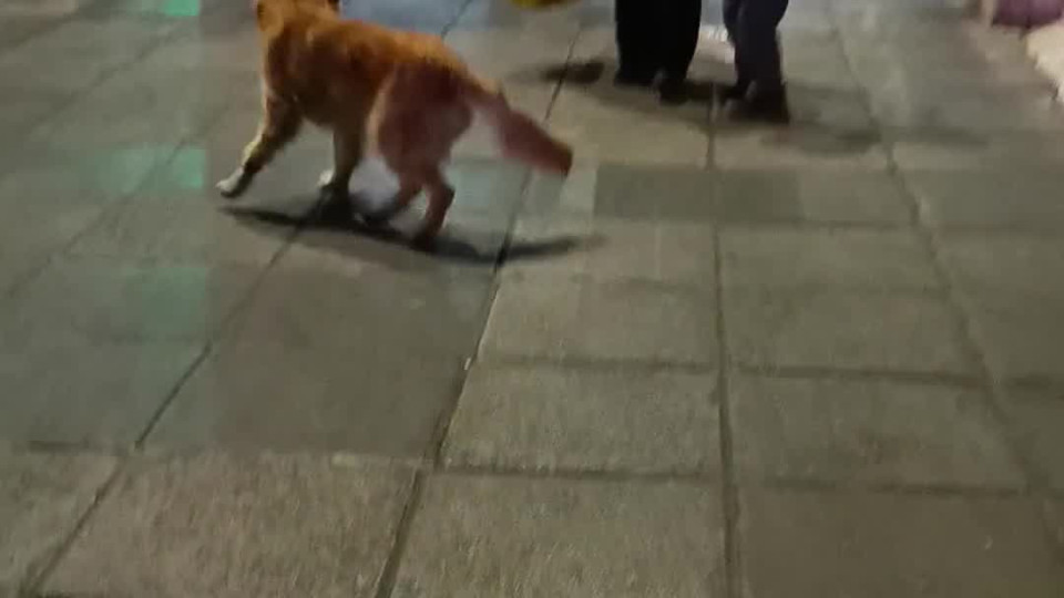 Happy Stray Plays With Plastic Bottle - Buzz Videos