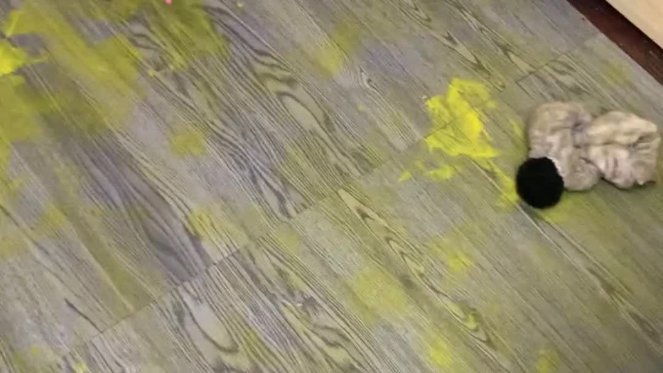 Dog Makes a Mess With Yellow Paint - Buzz Videos