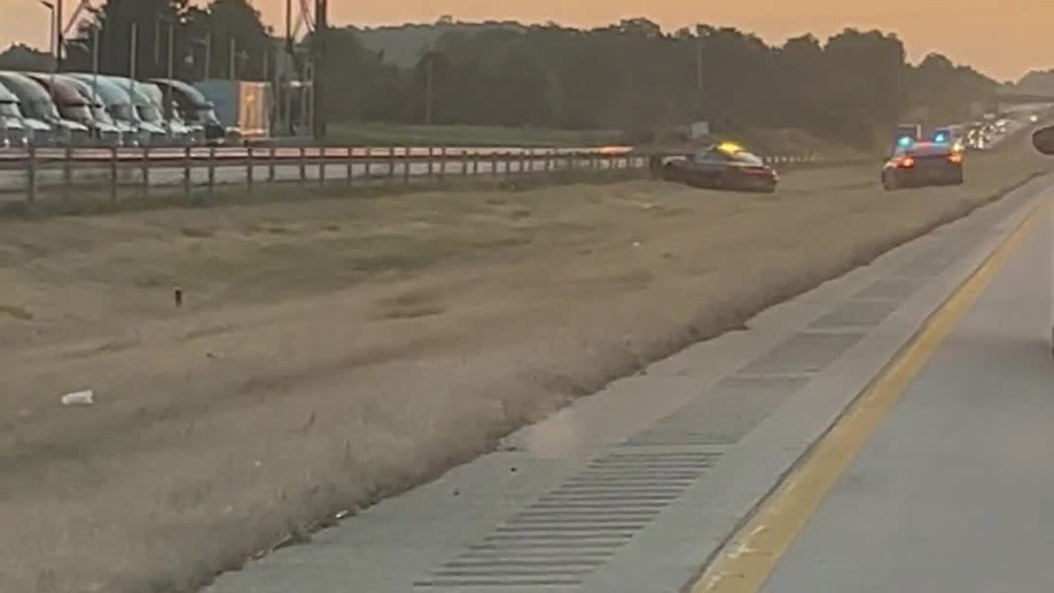 Crazy Cow Chase - Buzz Videos